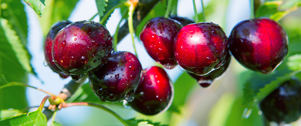 Fruit Trees That Can Grow in North Dakota | Plant Perfect
