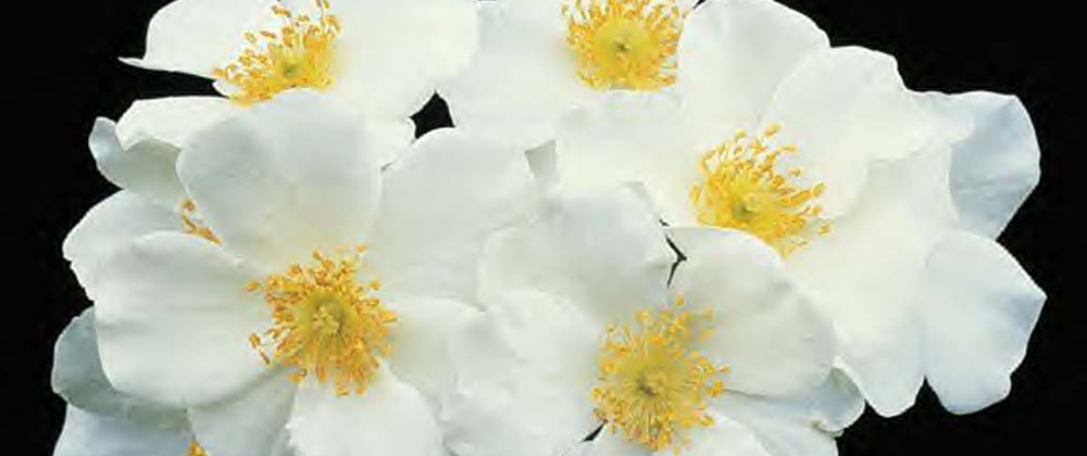 plant perfect-planting-roses-summer-snowdrift-starry night | Plant Perfect