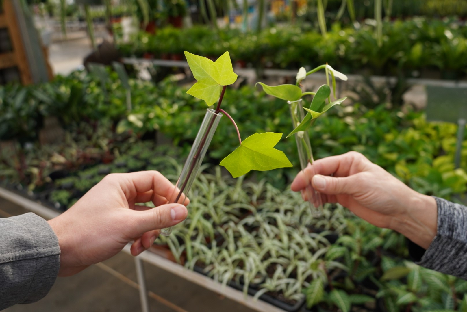 Plant Swap | Plant Perfect
