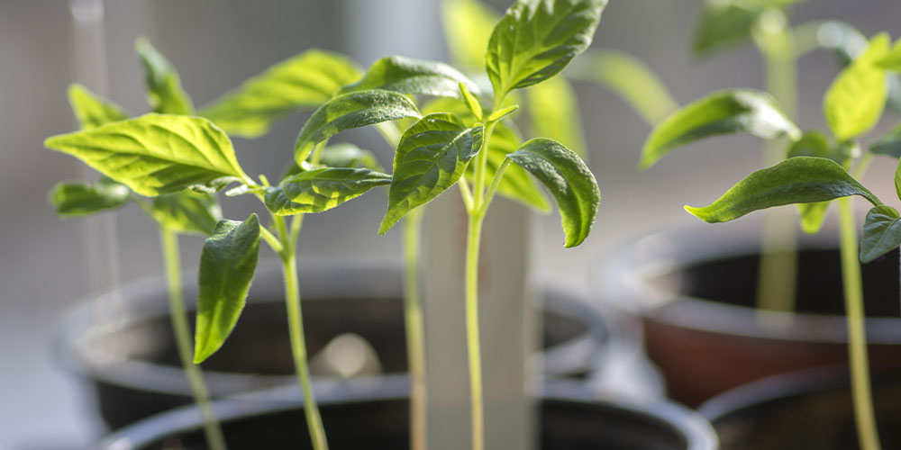 The Fundamentals of Seed Starting3 | Plant Perfect