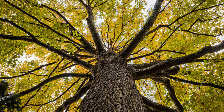 5 Trees That Thrive in North Dakota Landscapes | Plant Perfect