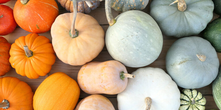 A Guide To Pumpkin Varieties | Plant Perfect