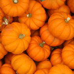 A Guide To Pumpkin Varieties | Plant Perfect