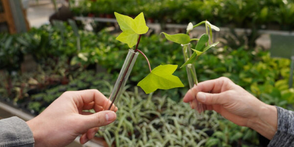 Host a Holiday Plant Swap Party | Plant Perfect